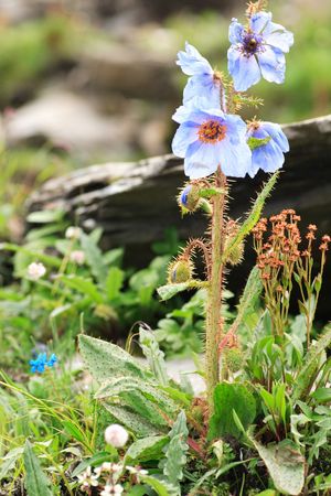 How to Grow and Care for Himalayan poppy