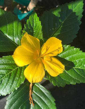 Marilope - Turnera ulmifolia (Cuidado, Características, Flor, Imágenes)