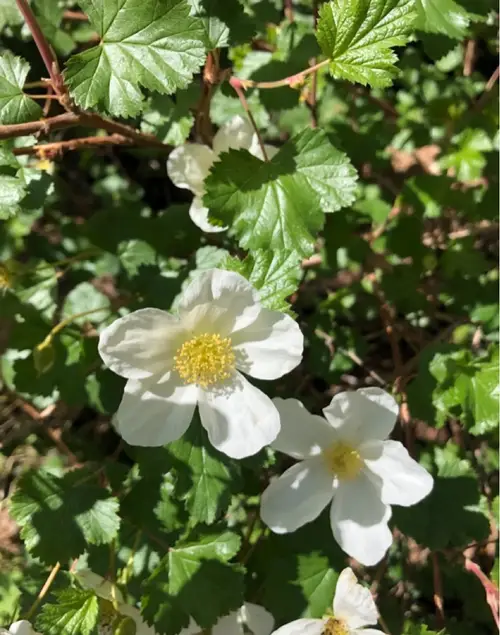 ヨーロッパキイチゴ (Rubus deliciosus) 花言葉，毒性，よくある質問 - PictureThis
