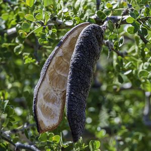 Ébano - Ebenopsis ebano (Cuidado, Características, Simbolismo, Imágenes)