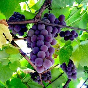 Fox grape - Vitis labrusca (Care, Characteristics, Symbolism, Images ...