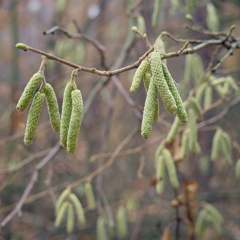 What Are Common American hazelnut Problems?