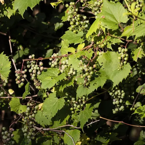 Vid americana (Vitis riparia) - PictureThis