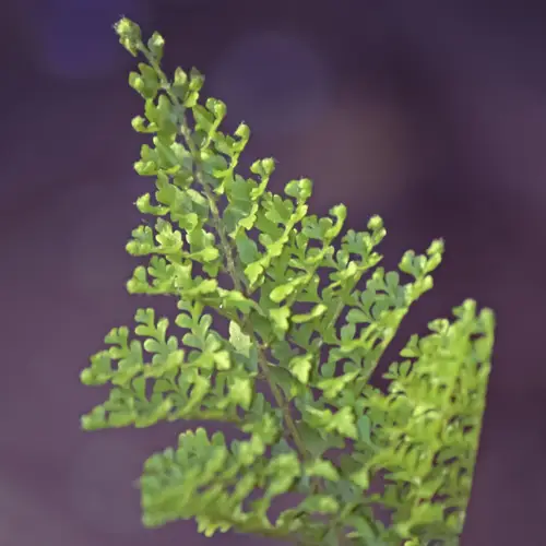 How to Plant and Grow Squirrel's-Foot Fern(Davallia bullata)