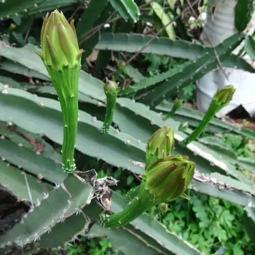 Cruceta (Acanthocereus tetragonus) - PictureThis