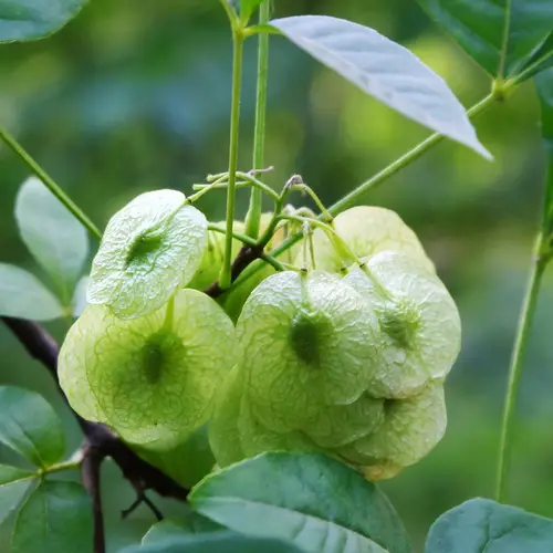 Cola de zorrillo (Ptelea trifoliata) - PictureThis