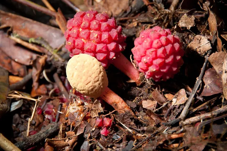 Helosis cayennensis - PictureThis