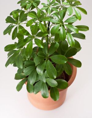 How to Grow and Care for Dwarf umbrella tree 'Nora'