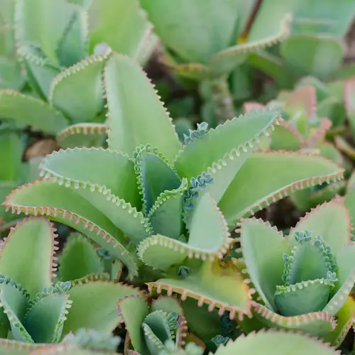Hoja del aire (Kalanchoe pinnata) - PictureThis