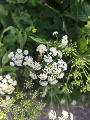 🍀 How to Grow and Care for Cowbane