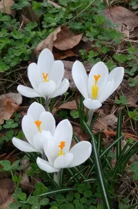 What is the Optimal Temperature for Riviera crocus? (Range, Effects ...