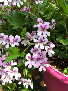 How to Propagate Rose geranium 'Citriodorum'