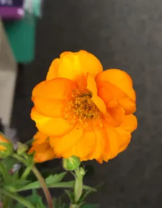 How to Propagate Avens 'Fire Storm'