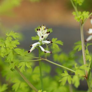 White ramping fumitory - Fumaria capreolata (Care, Characteristics ...