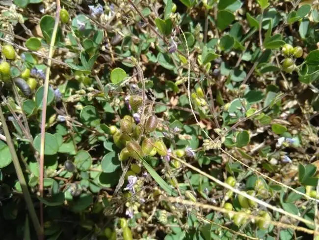 Pycnospora lutescens - PictureThis