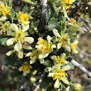 How to Grow and Care for Bitterbrush
