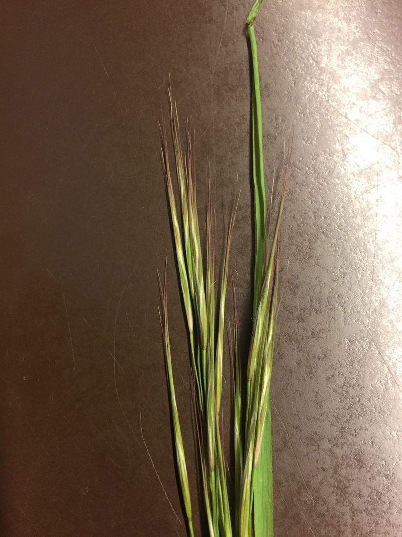 Unveiling the Benefits of Brome fescue for Gardening and Ecosystem Health