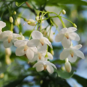 How to Prune Japanese Snowbell