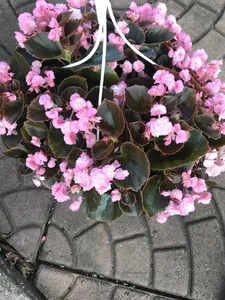 How to Propagate Begonias 'Doublet Rose'