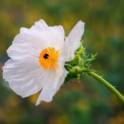 Chicalote blanco (Argemone albiflora) - PictureThis