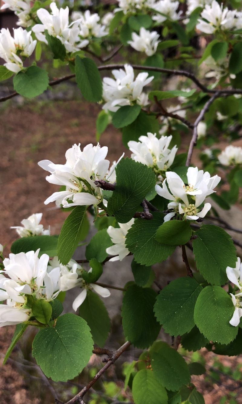 What Ails the Utah Serviceberry?