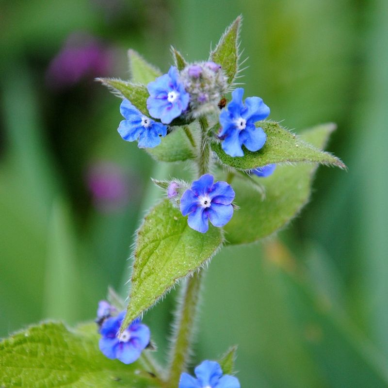 What Are Common Problems with Evergreen bugloss?