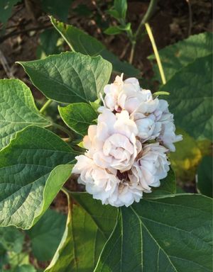 Glory-bower - Clerodendrum chinense (Taxonomy, Characteristics ...