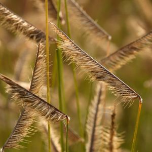 Navajita - Bouteloua gracilis (Cuidado, Características, Distribución ...