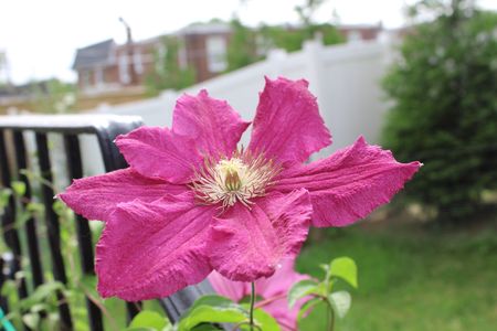 Clematis 'Remembrance' - PictureThis