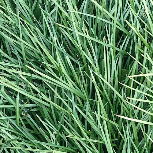 How to Plant and Grow Seashore bentgrass(Agrostis pallens)