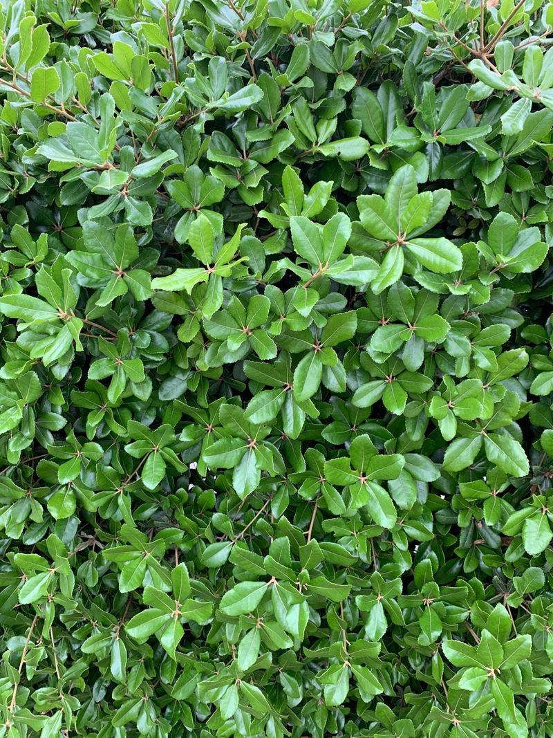 How Much Sunlight Does Black ridge oak Need?