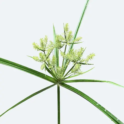 Coquillo (Cyperus strigosus) - PictureThis