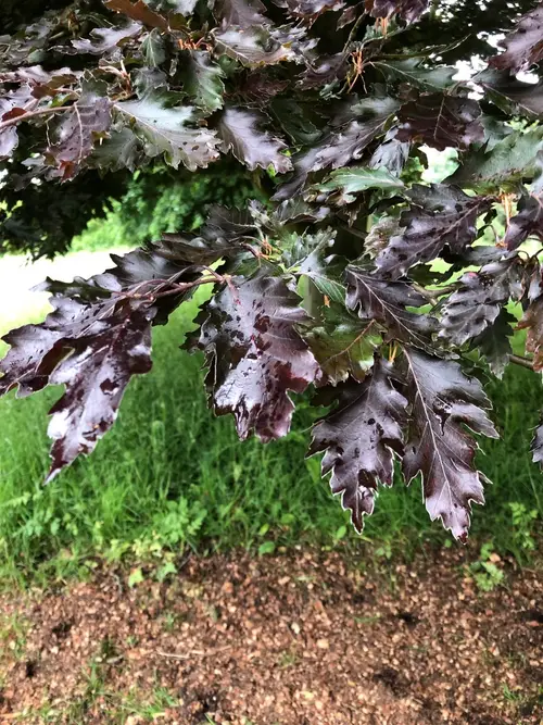 Fagus sylvatica 'Rohanii' - PictureThis