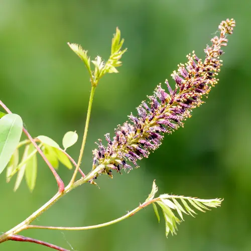 How to Plant and Grow Desert false indigo(Amorpha fruticosa)