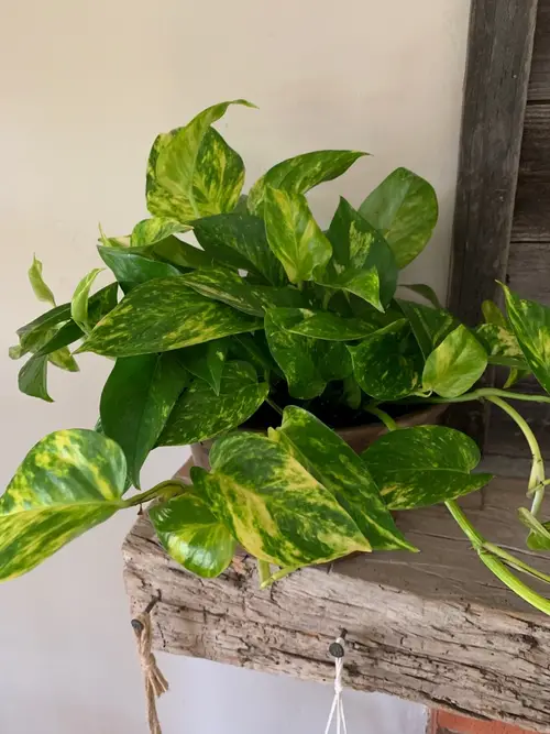 Efeutute 'Aureum' (Epipremnum 'Aureum') - PictureThis