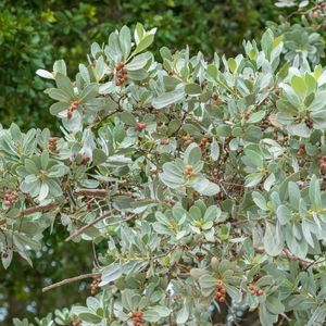 Buttonwood - Conocarpus erectus (Care, Characteristics, Distribution ...
