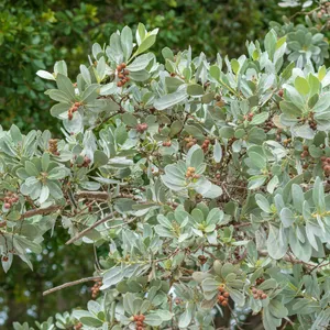 How to Prune Buttonwood