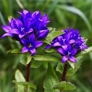 How to Propagate Clustered bellflower