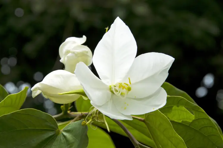 Dwarf white bauhinia (Bauhinia acuminata) Flower, Leaf, Care, Uses ...