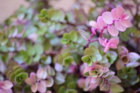 Pink lady turtle vine - Callisia repens 'Pink Lady' (Care ...