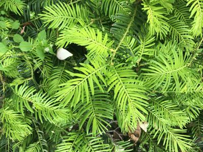 Chinese plum-yew (Cephalotaxus fortunei) - PictureThis