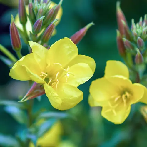 Onagra alta (Oenothera elata) - PictureThis