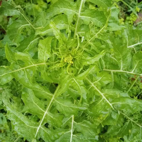 London rocket (Sisymbrium irio) Flower, Leaf, Care, Uses - PictureThis