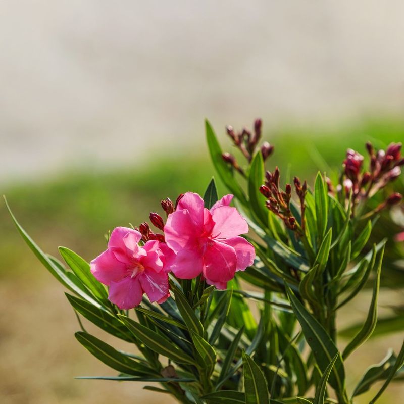 How Often Should You Water Your Oleander?