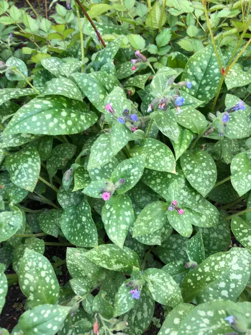 Pulmonaria saccharata 'Mrs Moon' - PictureThis