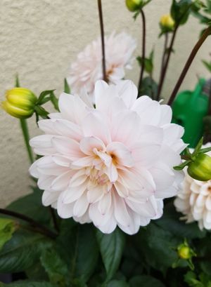 Dalias 'Lady Kate' (Dahlia 'Lady Kate') - PictureThis