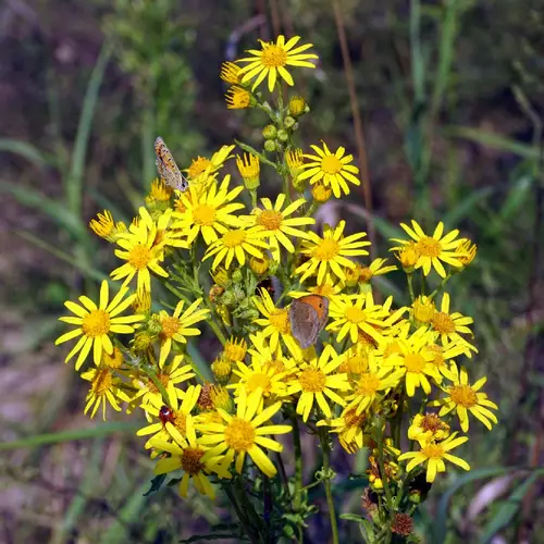 Packera obovata - PictureThis