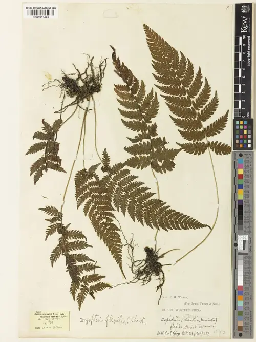 Cyclogramma flexilis - PictureThis