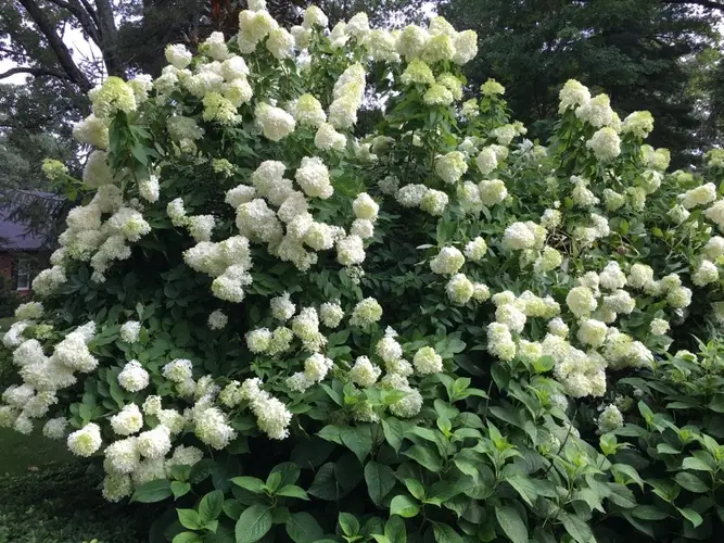 How to Plant and Grow Panicled hydrangea 'Bombshell'(Hydrangea ...