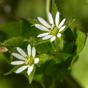 Common chickweed - Stellaria media (Taxonomy, Characteristics ...
